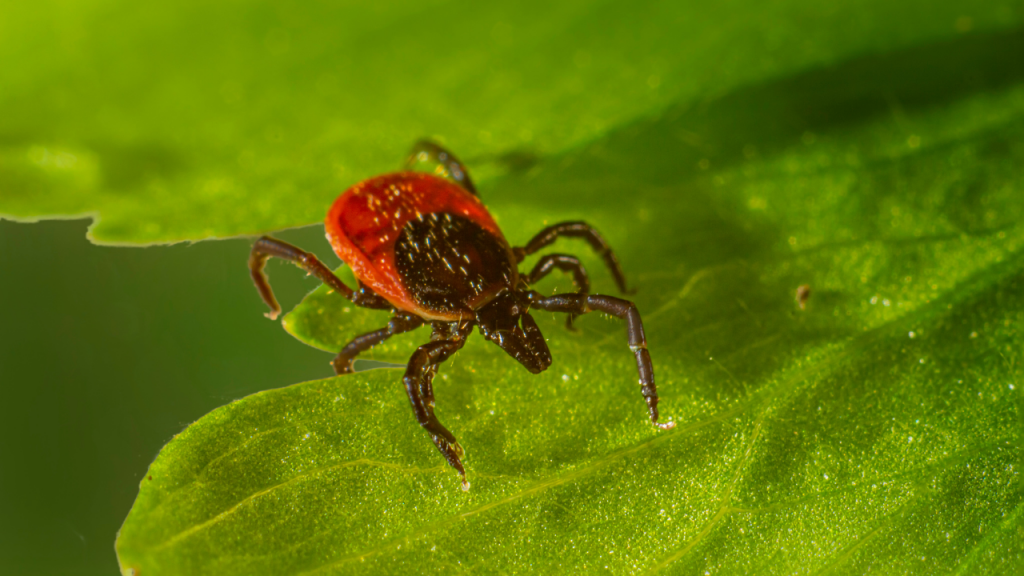 How to Submit Ticks in Michigan – Safe Solutions