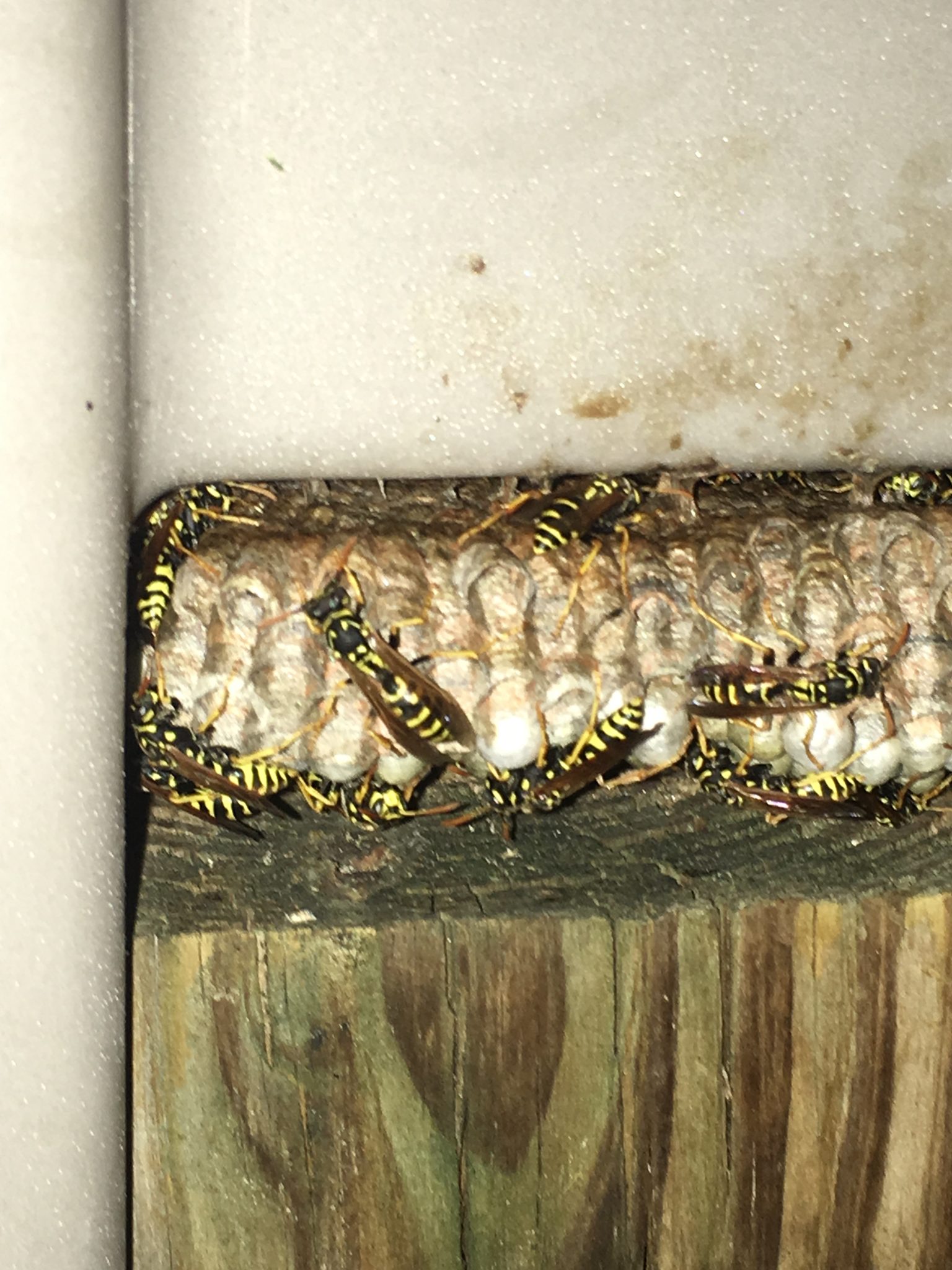 Stinging Insects’ IPM: Yellow-Jackets, Hornets, and Wasps – Safe Solutions