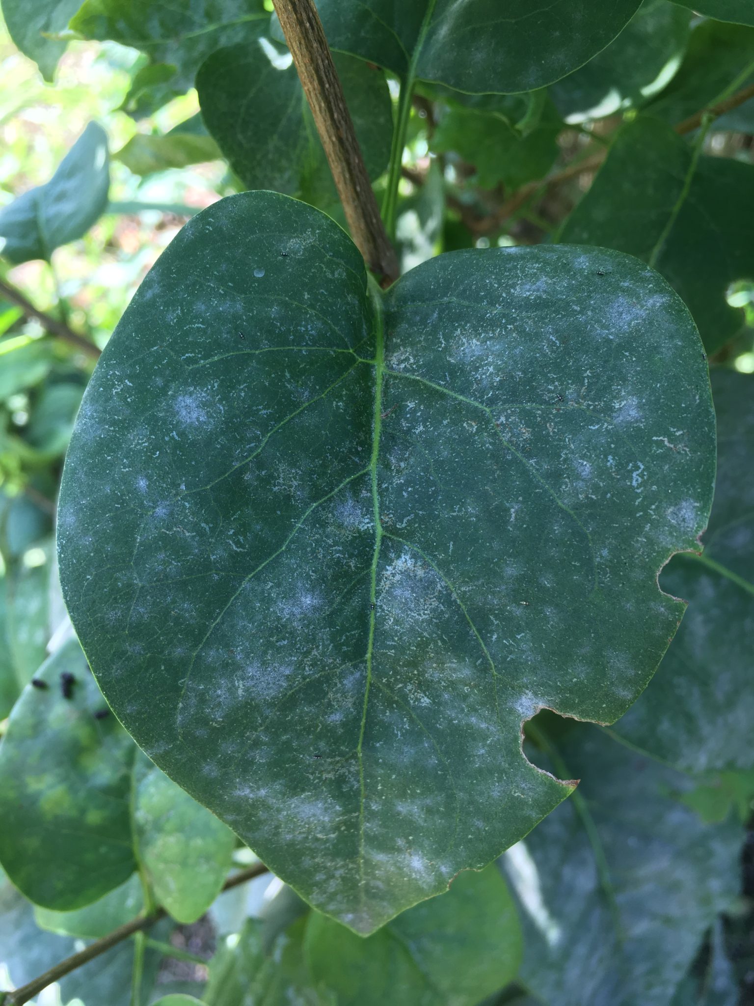 Powdery Mildew Problem? TweetMint Plant Wash is Your Solution! – Safe ...