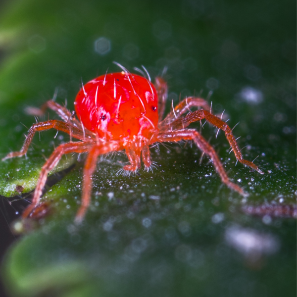 Spider Mites: In-depth IPM Overview – Safe Solutions
