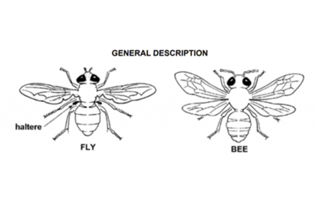How to Remove Flies from Your Home Without Chemicals – Safe Solutions