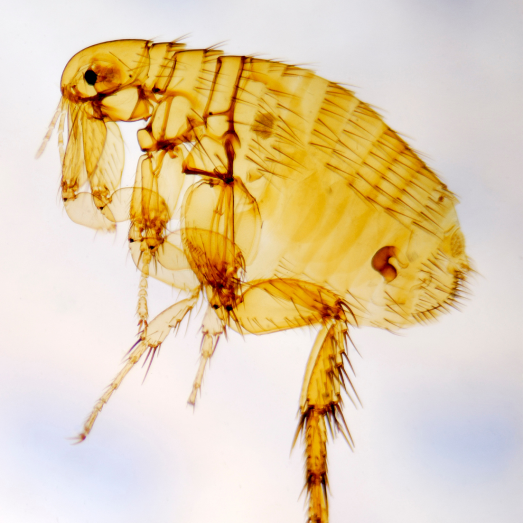 Flea magnified – 2023 – Safe Solutions
