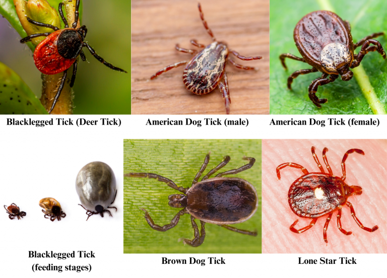 Tick Identification Chart – 2023 – Safe Solutions