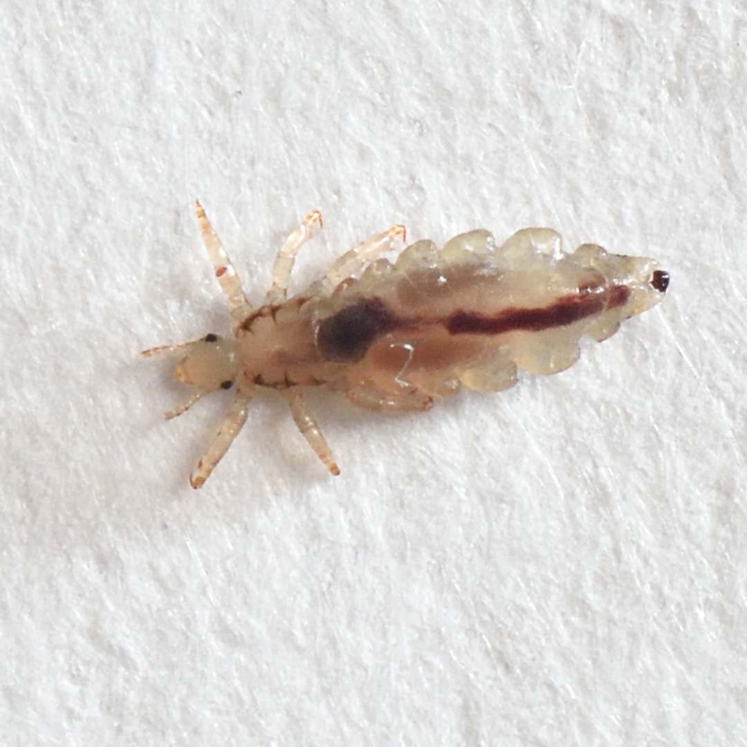 Head Lice: 10 Myths & Facts – Safe Solutions